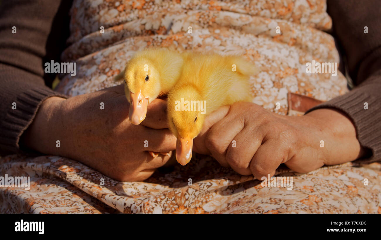 Ducklings Held In Womans Hands. Cute Baby Animals Stock Photo - Alamy