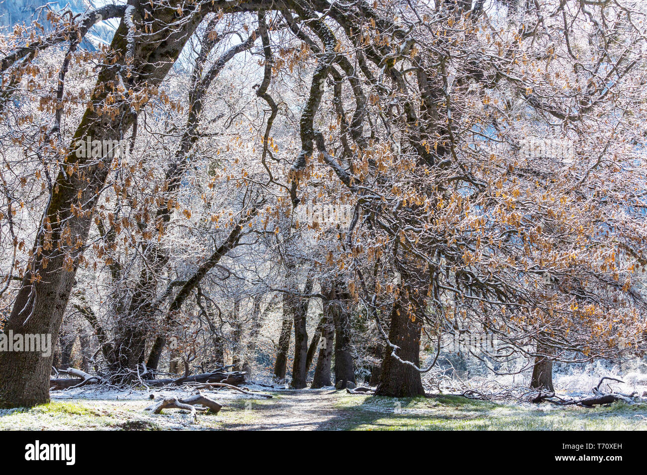 Early spring in Yosemite Stock Photo - Alamy