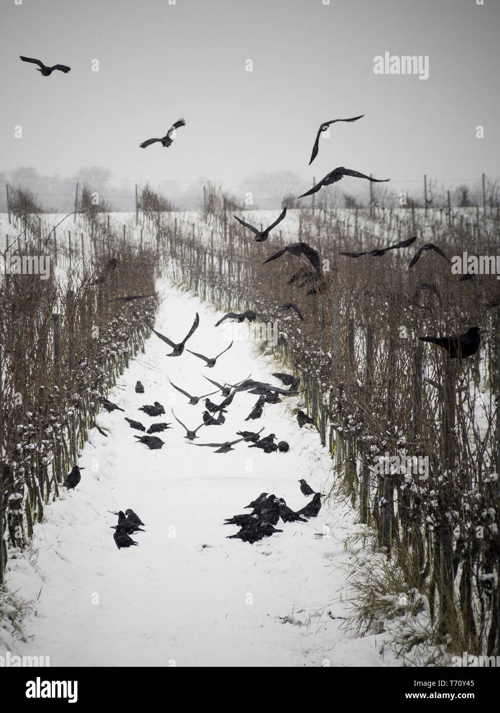 Crows flock vector hi-res stock photography and images - Alamy