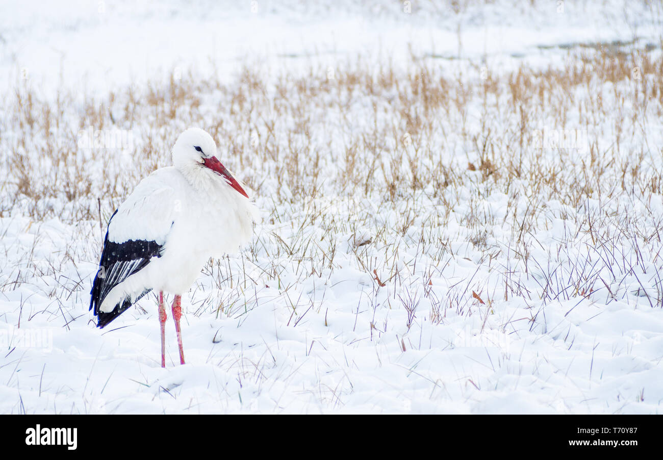 White stork winter hi-res stock photography and images - Alamy