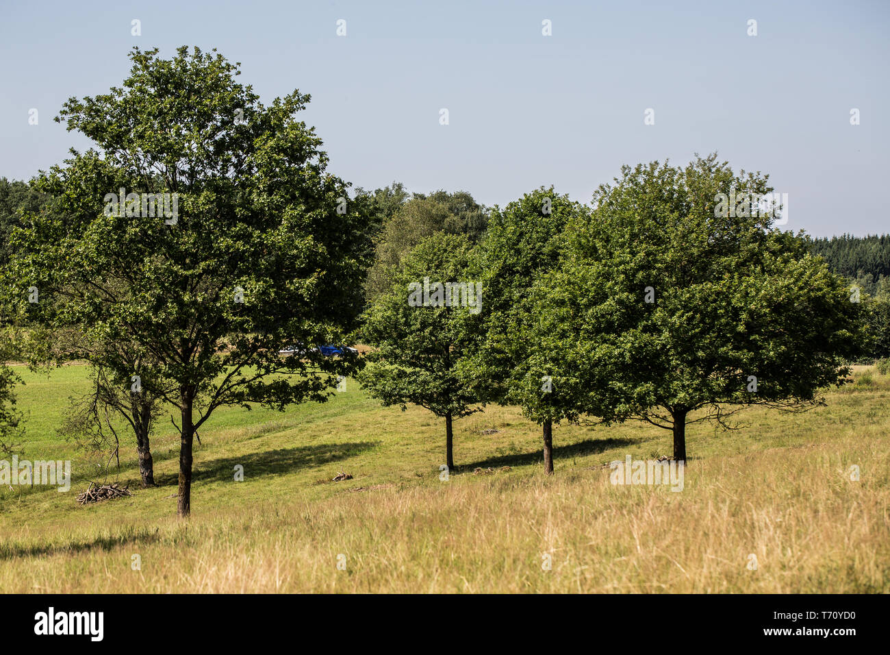 Scattered trees and shrubs hi-res stock photography and images - Alamy
