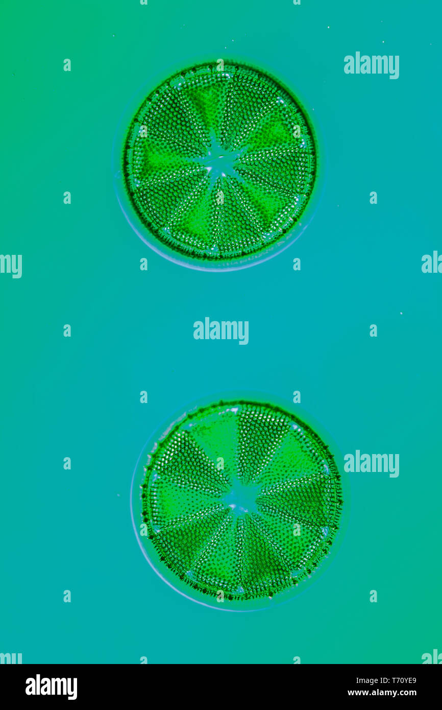 Diatoms in the water under the microskop Stock Photo - Alamy