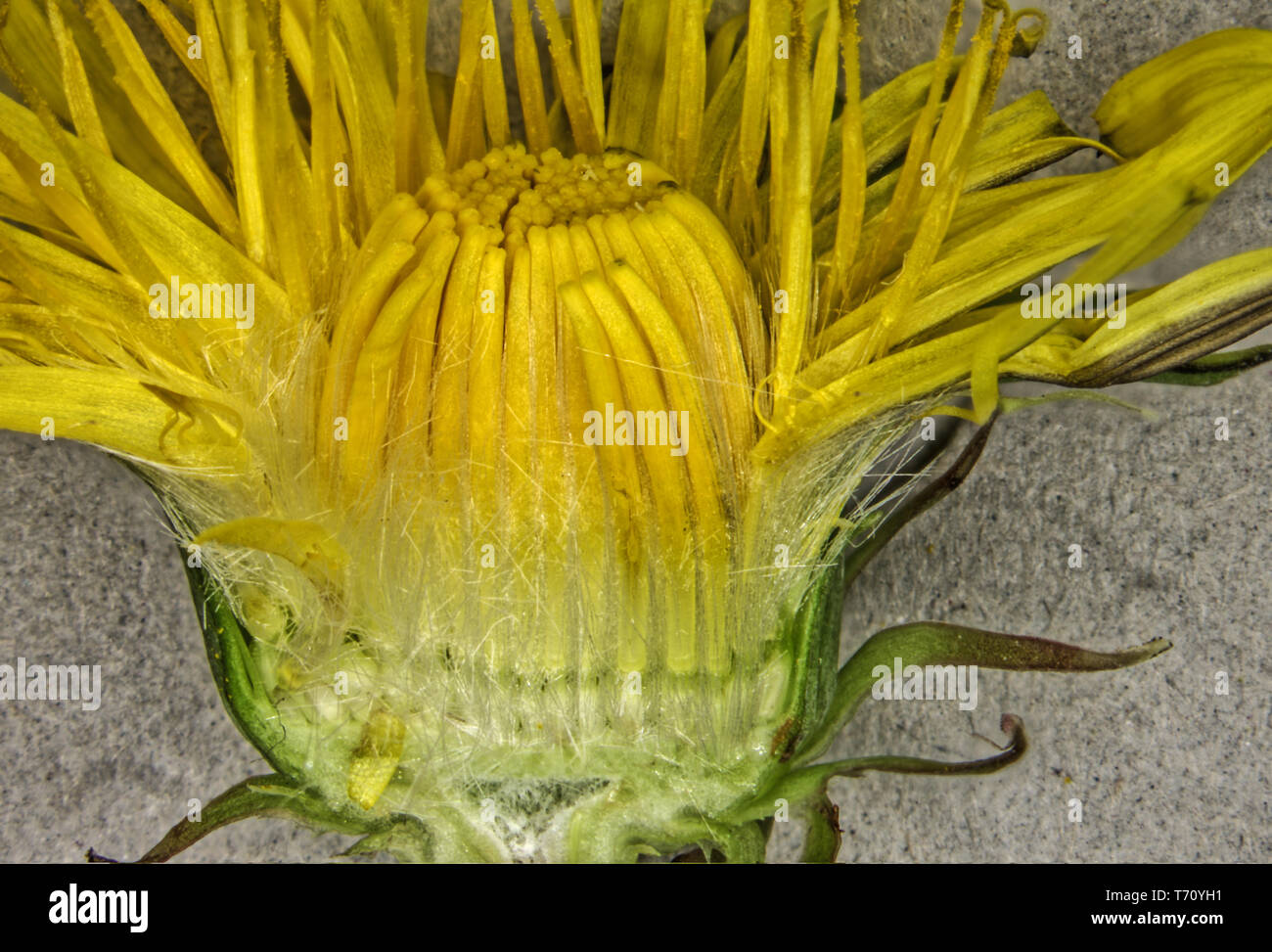 Yellow tongue hi-res stock photography and images - Alamy