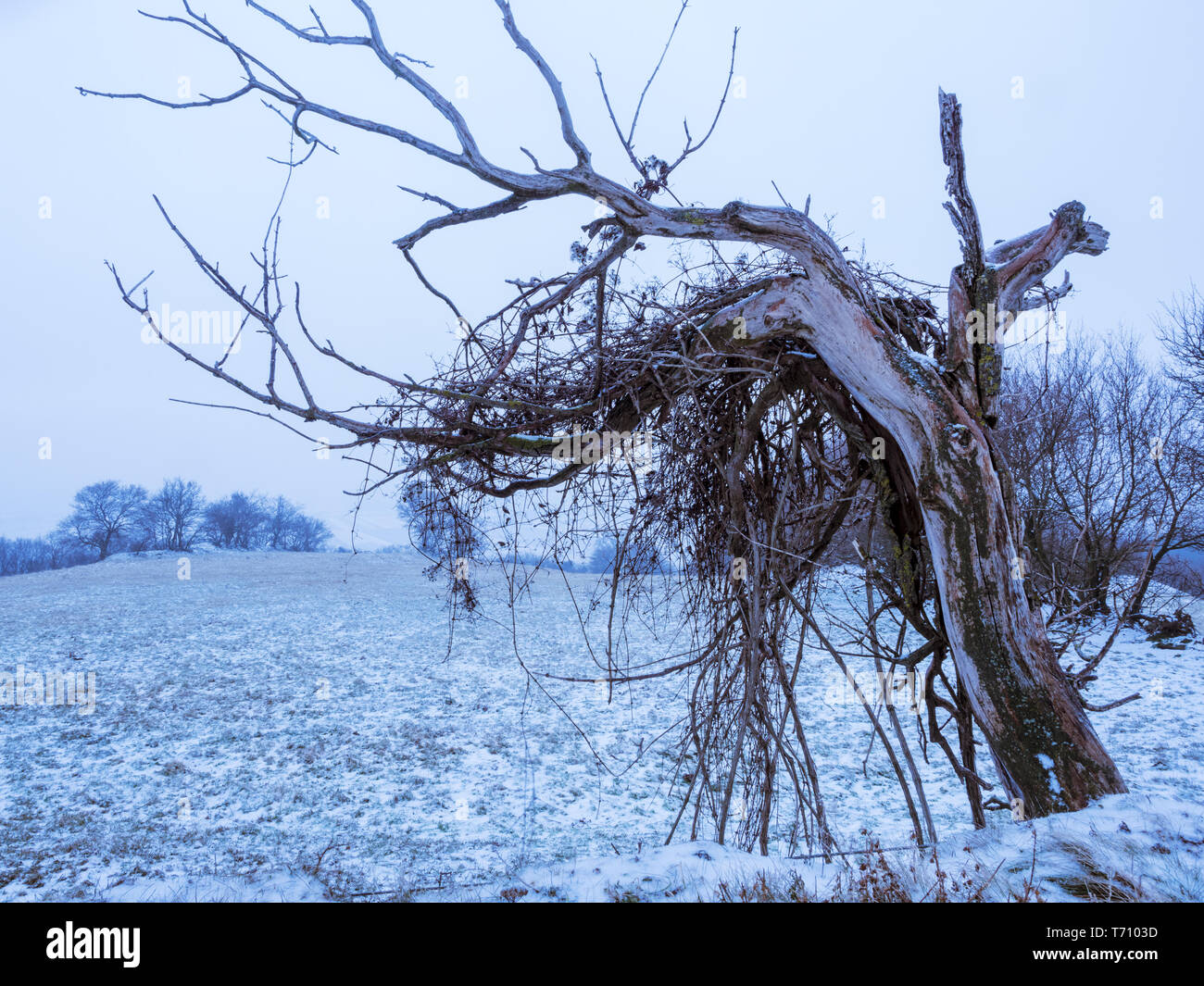 Old tree in hi-res stock photography and images - Alamy