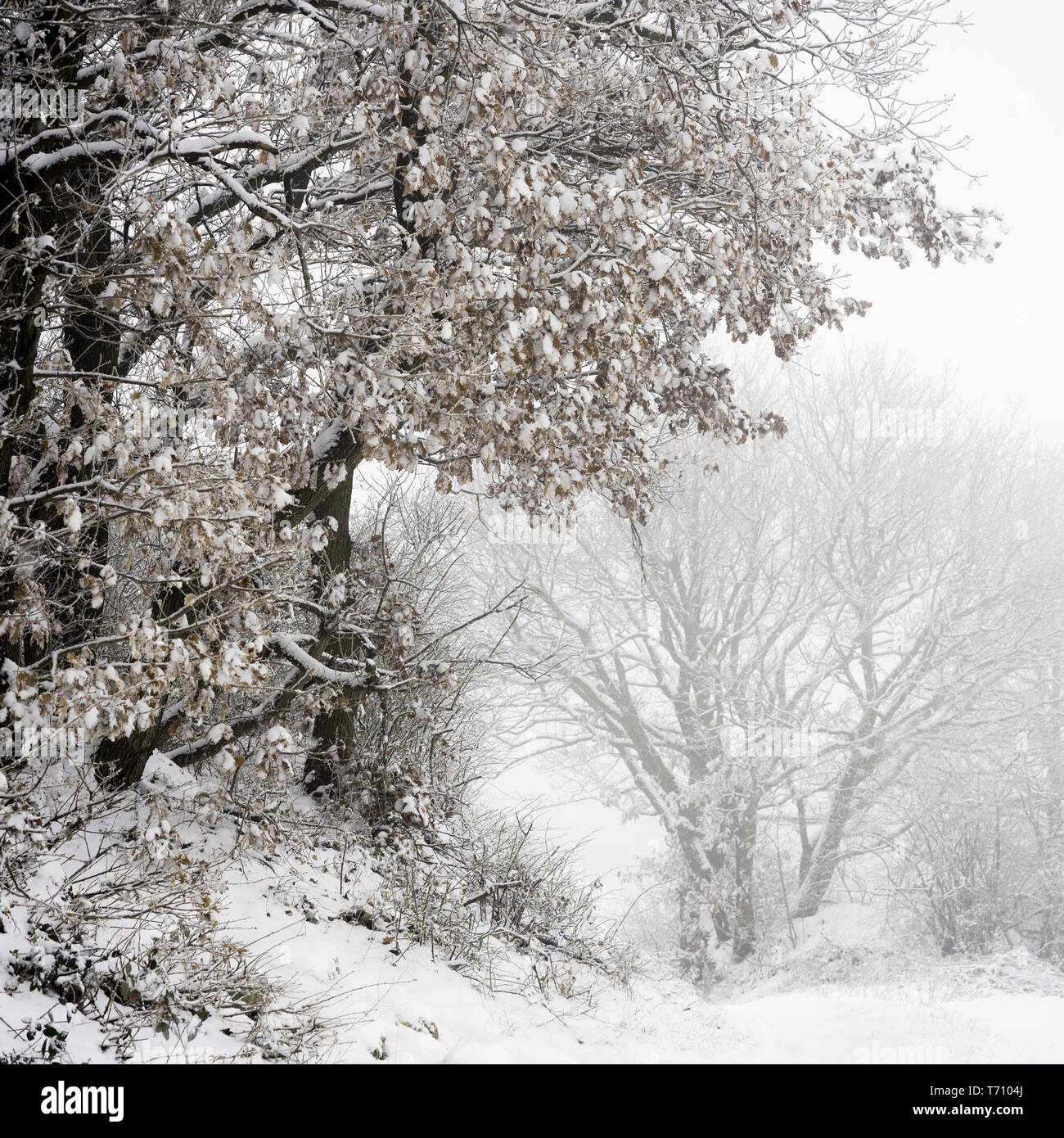Oak tree in snow storm hi-res stock photography and images - Alamy