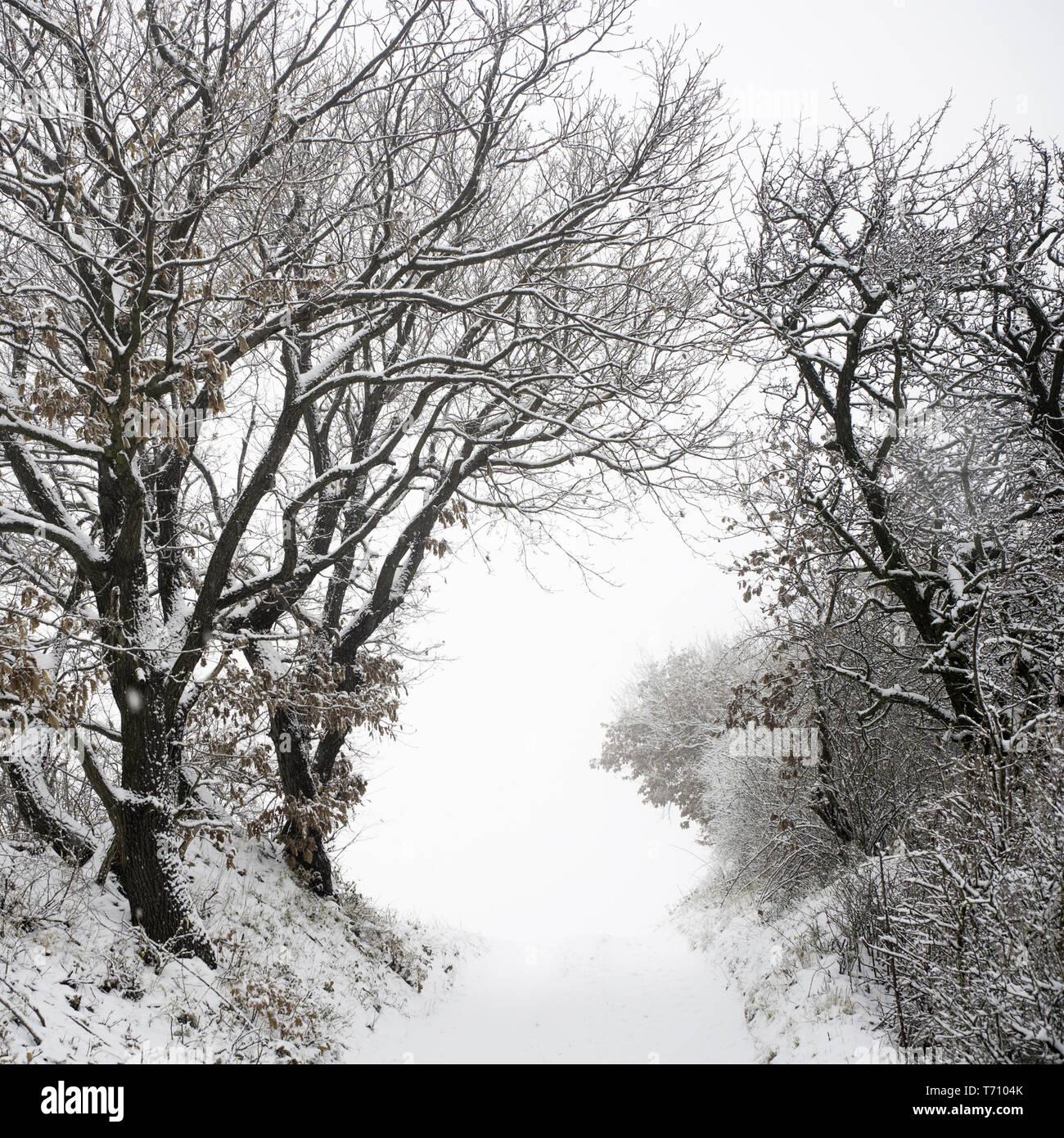 Oak tree in snow storm hi-res stock photography and images - Alamy