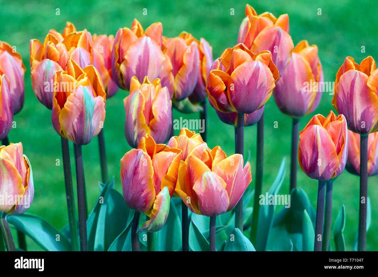 Tulip hermitage hi-res stock photography and images - Alamy