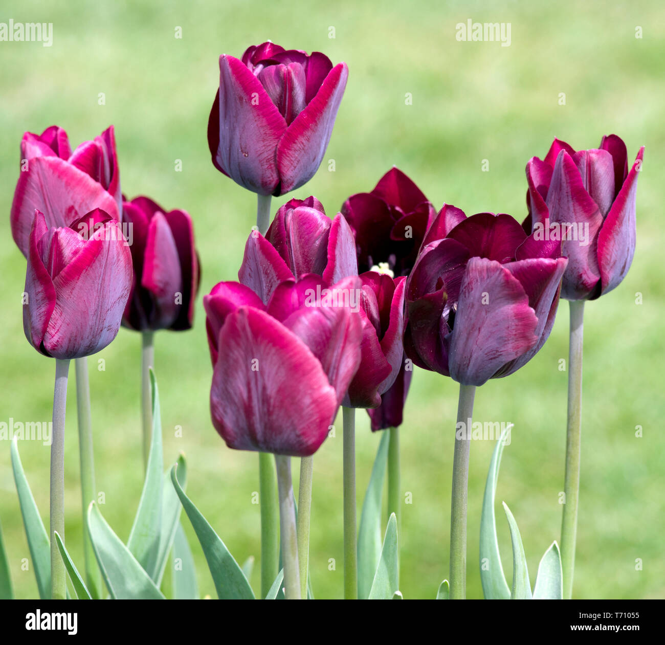 Single late tulip queen night hi-res stock photography and images - Alamy