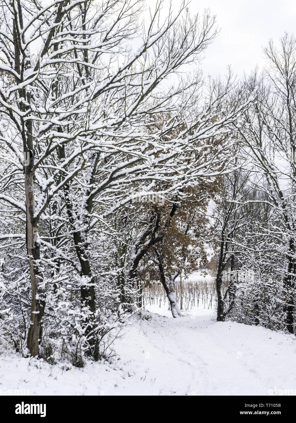 Snowy winter alley Stock Photo - Alamy
