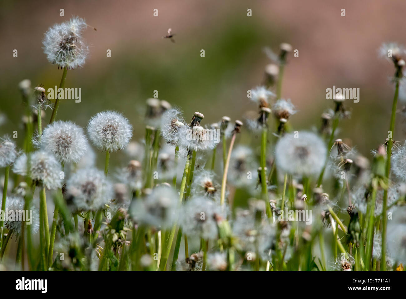 Dandelion on grass background close hi-res stock photography and images ...
