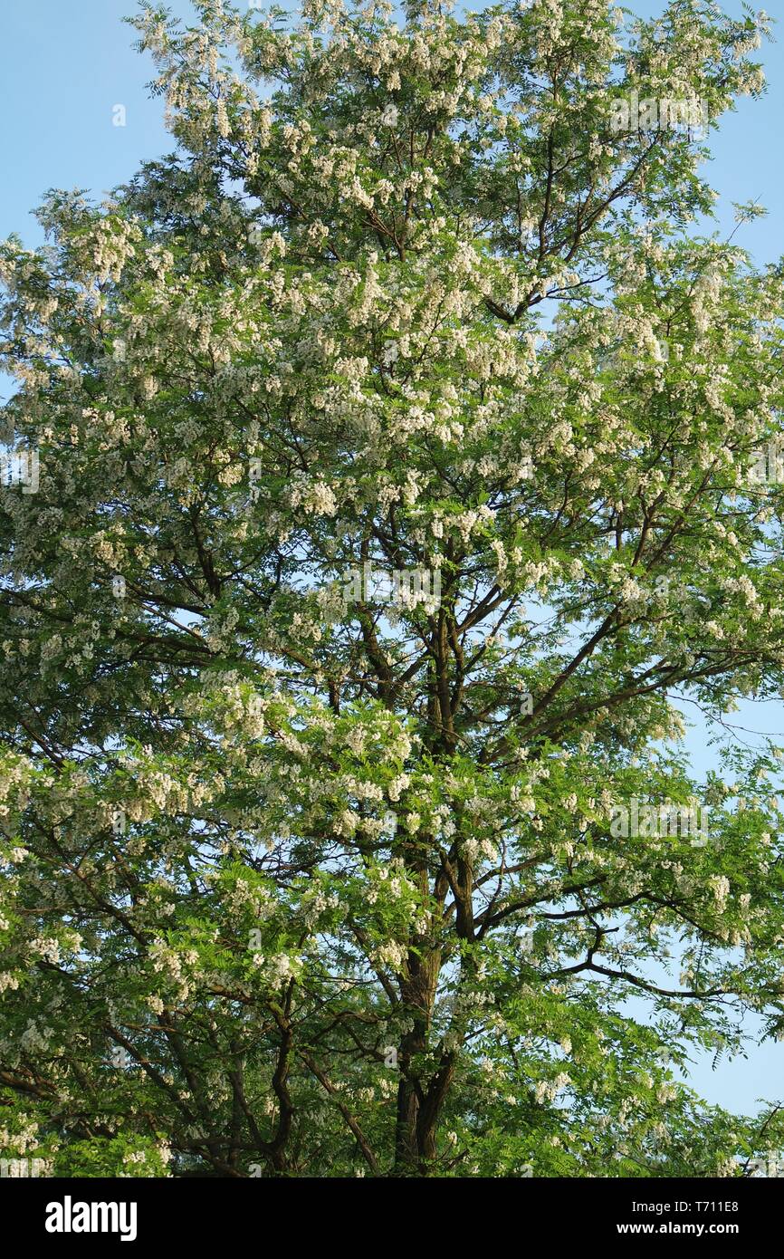 Mock tree hi-res stock photography and images - Alamy