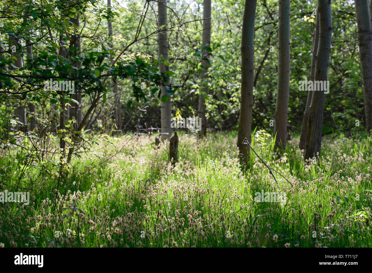 Marsh grass hi-res stock photography and images - Alamy