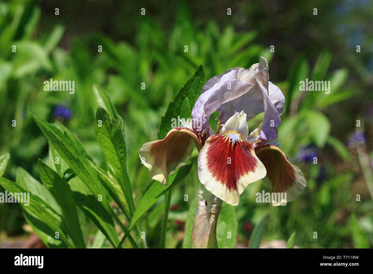 Variegated iris hi-res stock photography and images - Alamy