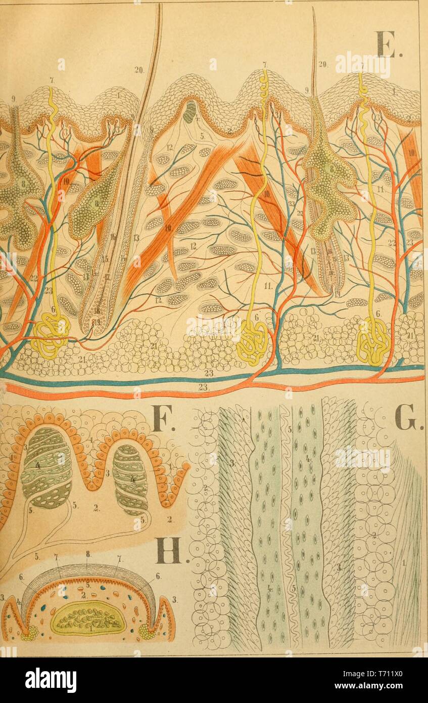 Human integumentary system hi-res stock photography and images - Alamy