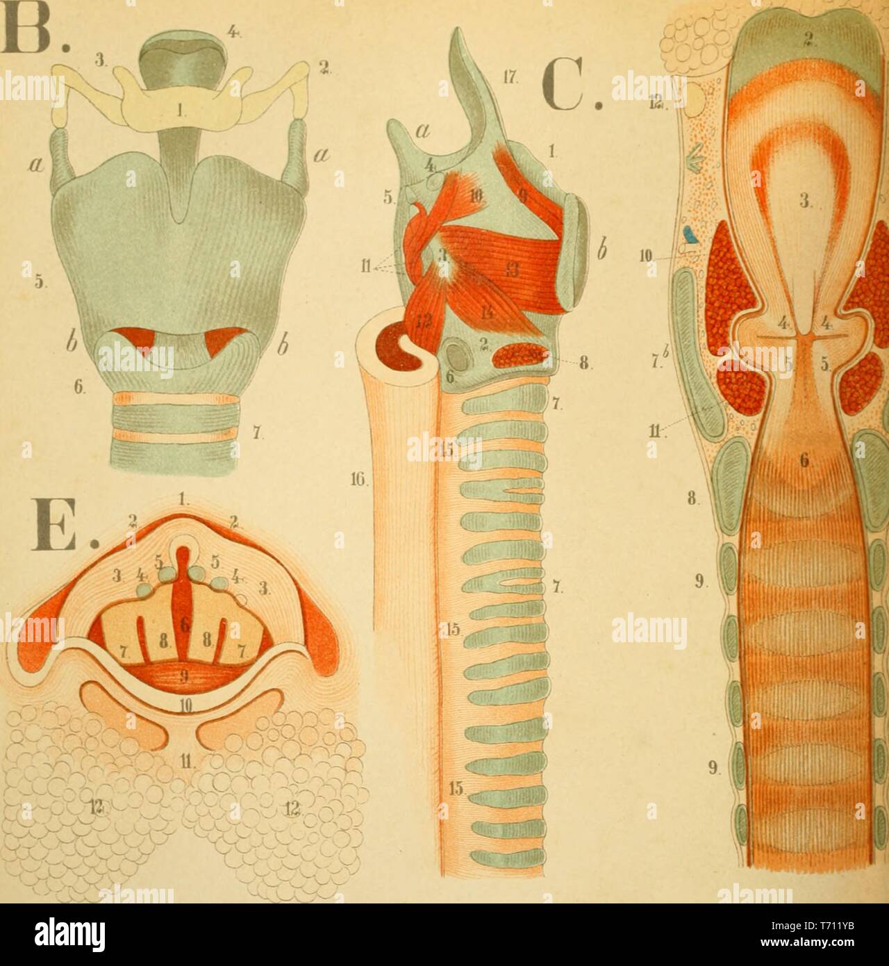 Color print depicting several views of the human larynx, including from ...