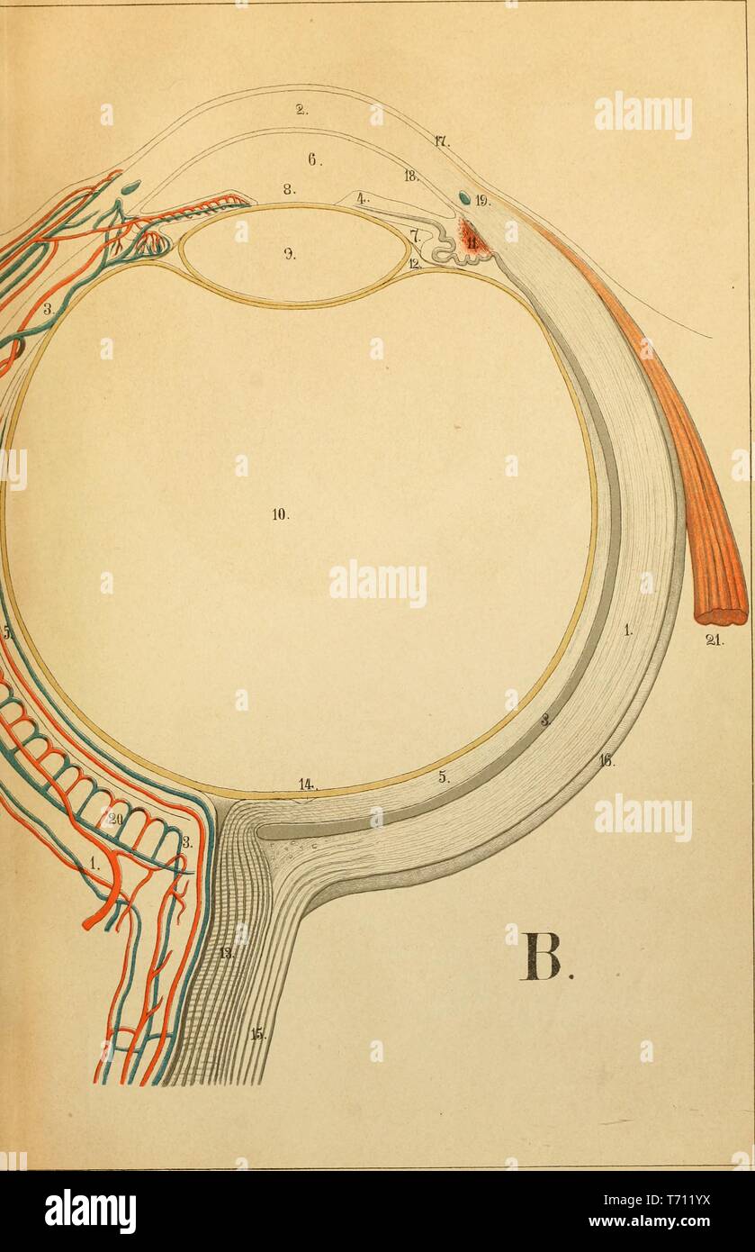 Color print depicting a transverse section of a human eye, with the ...