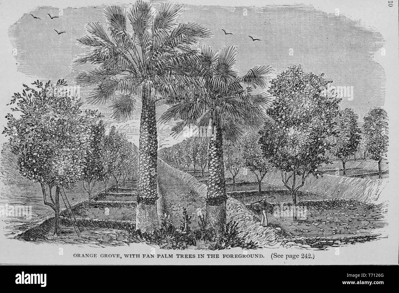 Old palm tree book hi-res stock photography and images - Alamy