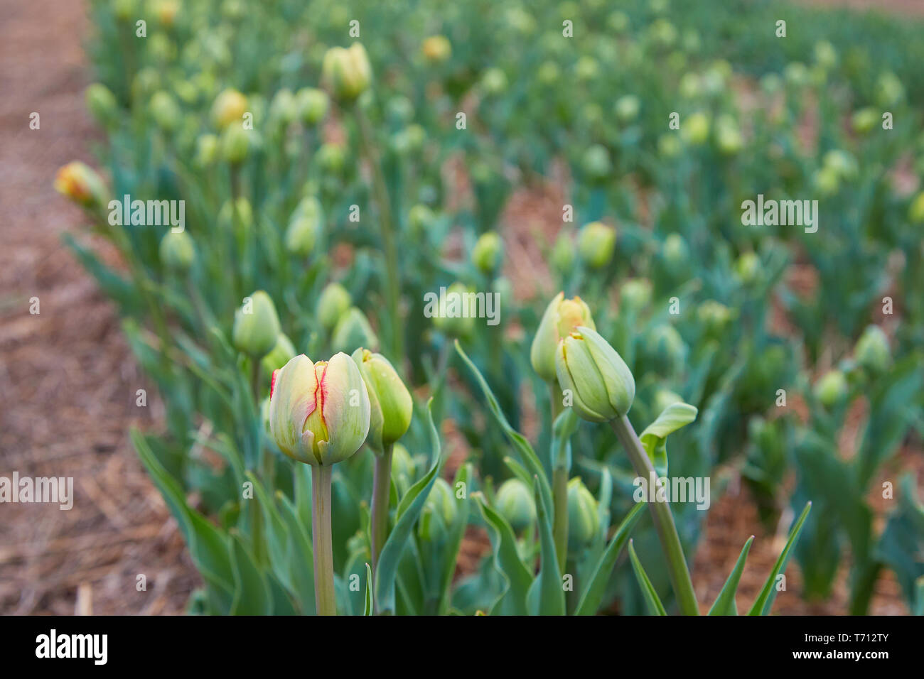 Tulip Double Late. Beautiful blooming pink and red double early tulip ...