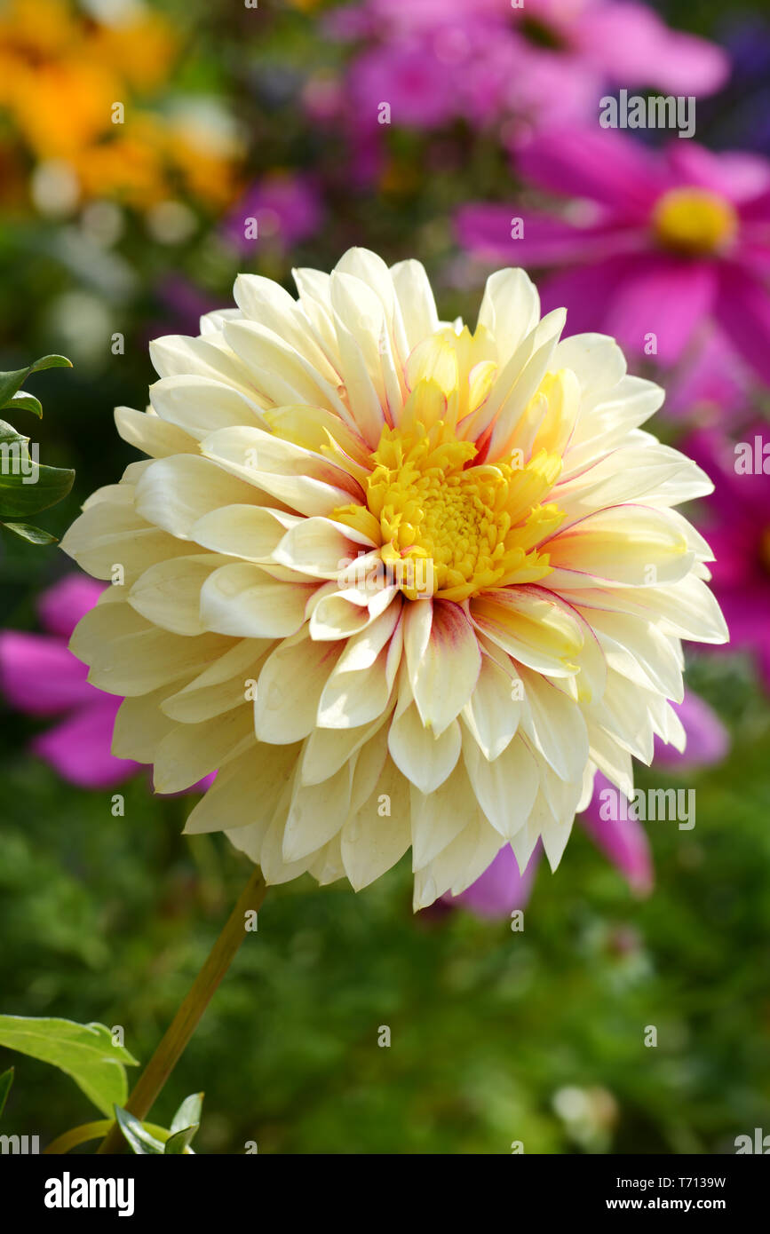 260 High Resolution Stock Photography and Images - Alamy