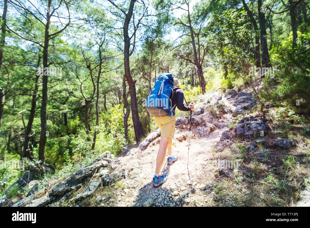 Hike in the forest Stock Photo - Alamy
