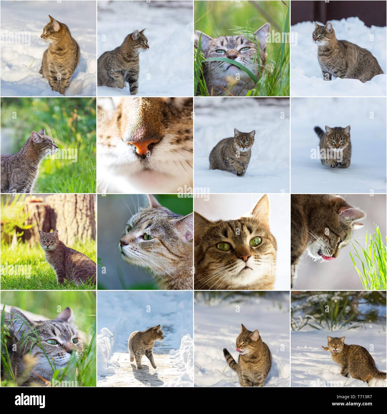 Cat collage hi-res stock photography and images - Alamy