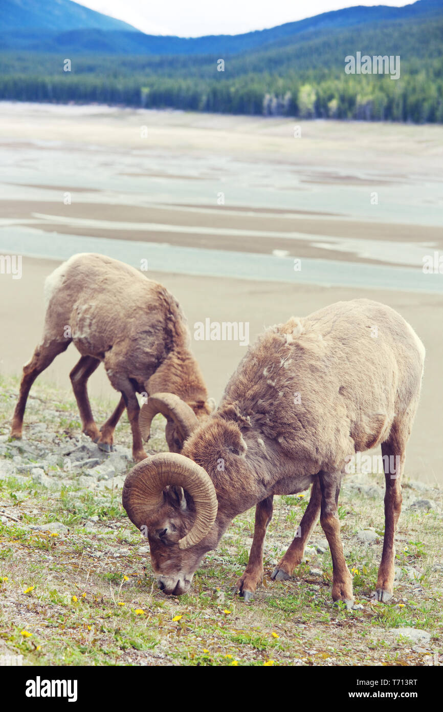 Goat in Canada Stock Photo - Alamy