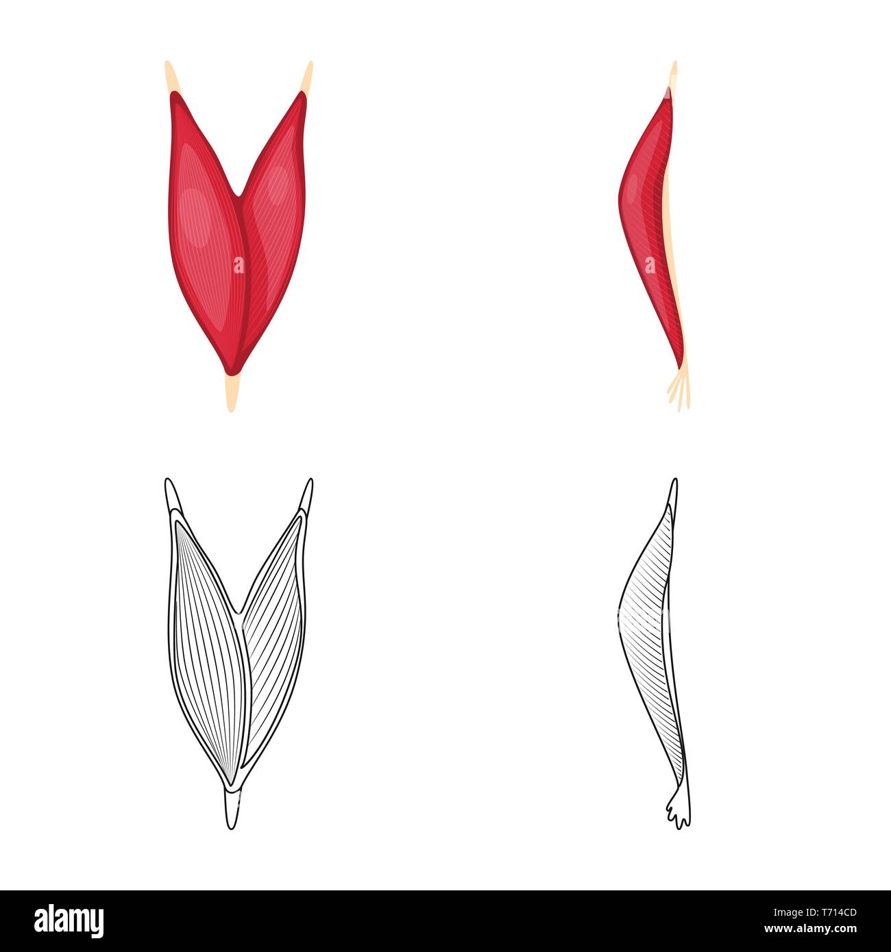 Vector illustration of fiber and muscular symbol. Collection of fiber ...