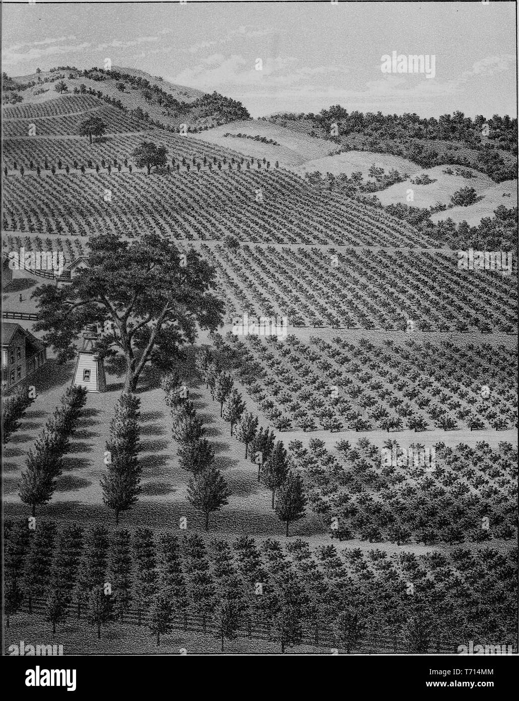 Archival vineyard hi-res stock photography and images - Alamy