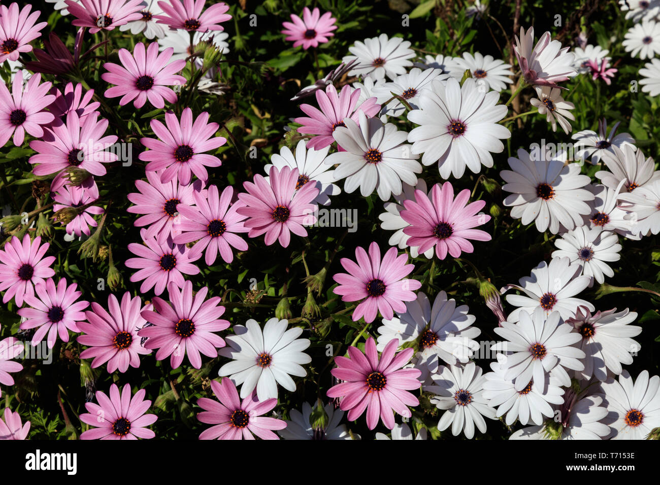 uña de gato planta en flor Stock Photo - Alamy