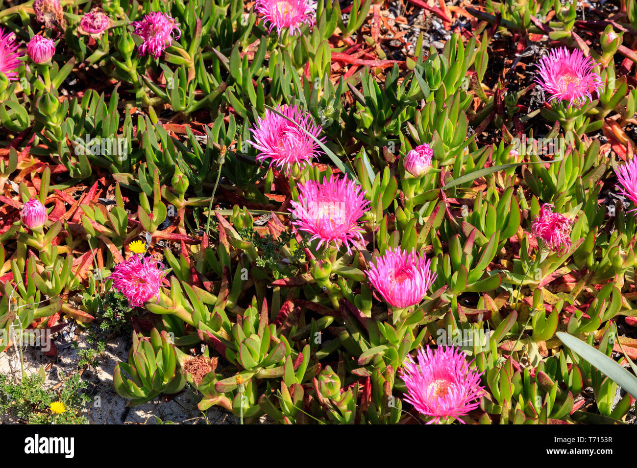 Planta planta invasora hi-res stock photography and images - Alamy