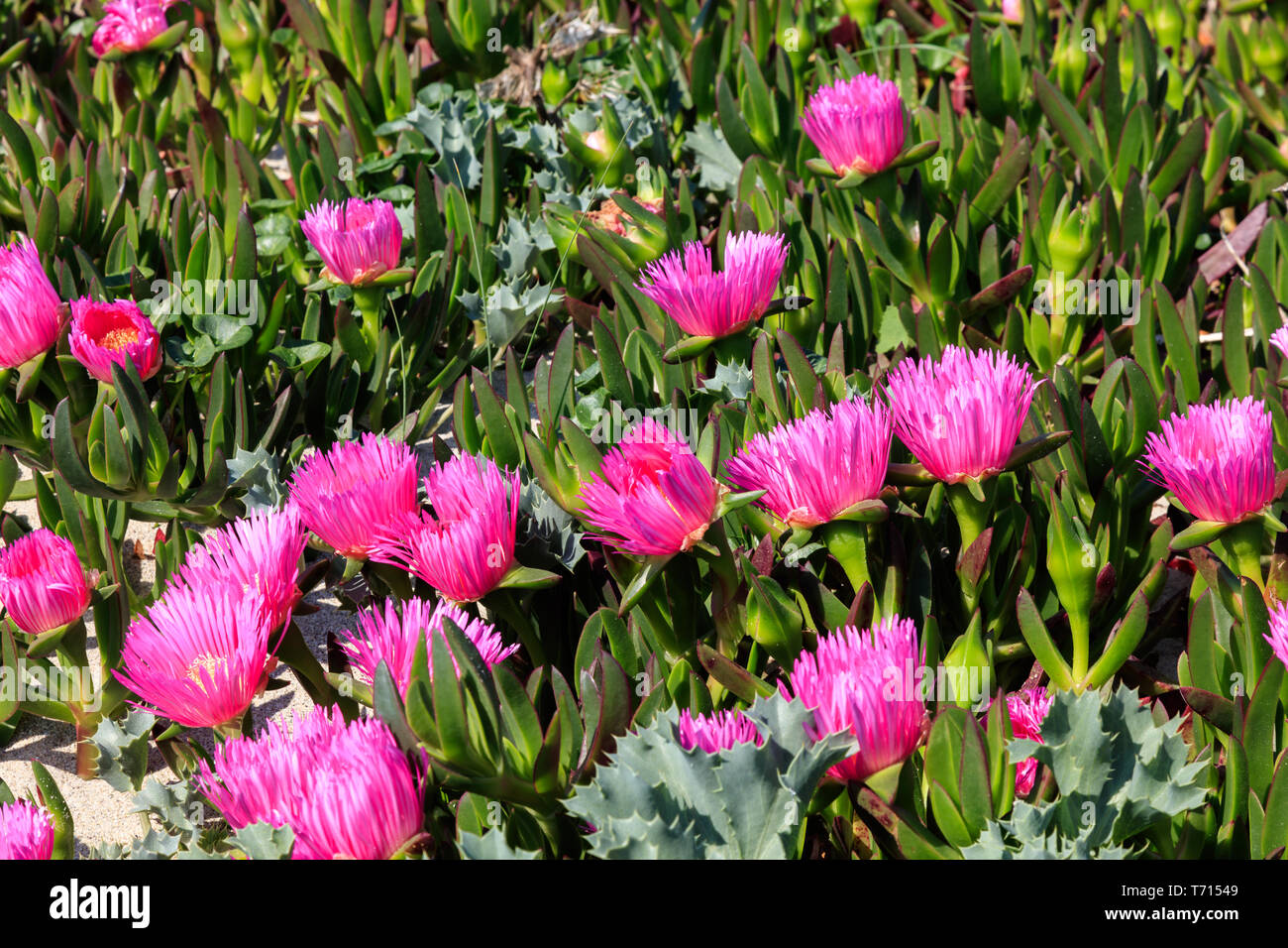 Planta planta invasora hi-res stock photography and images - Alamy