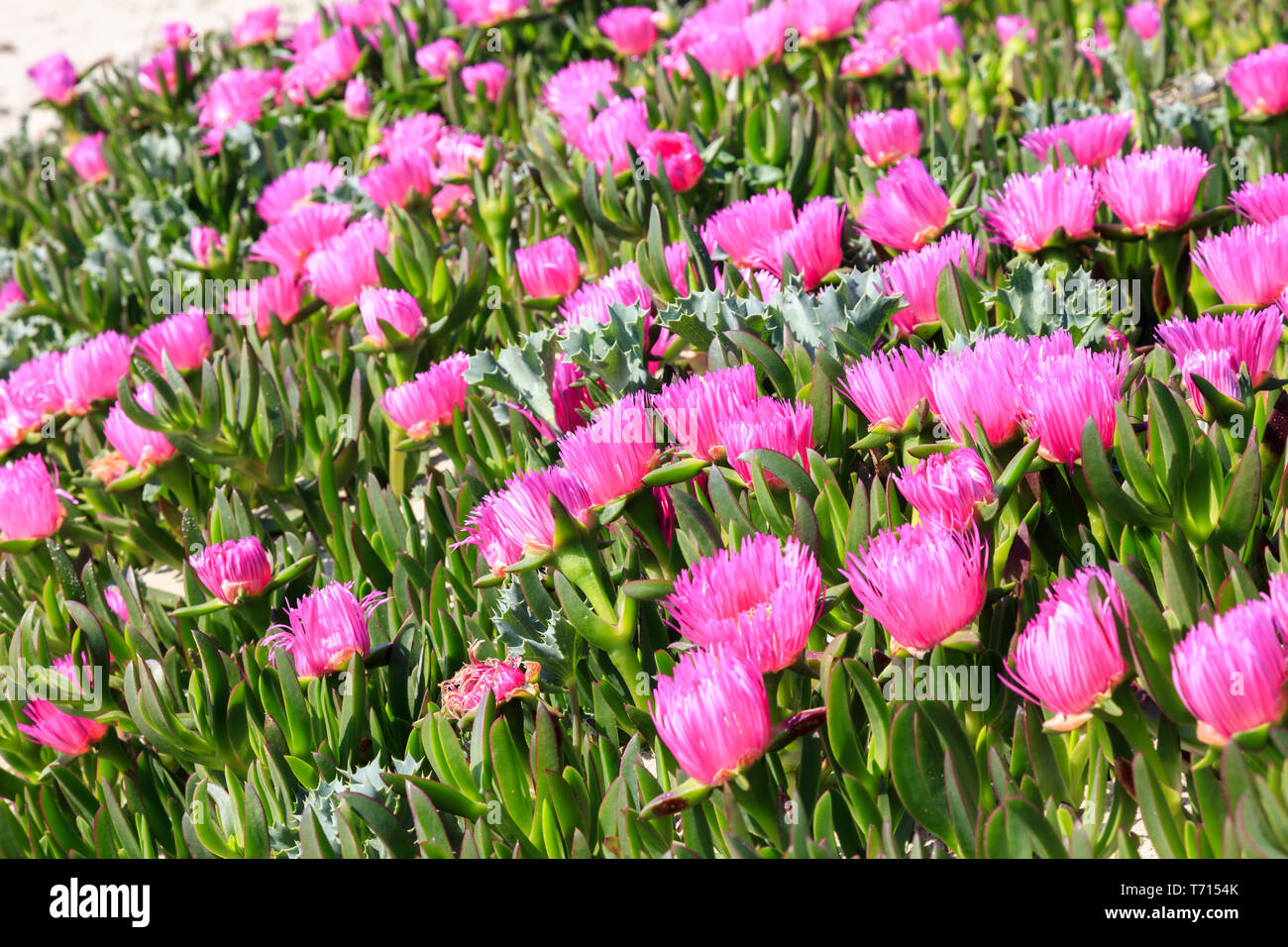 Planta planta invasora hi-res stock photography and images - Alamy