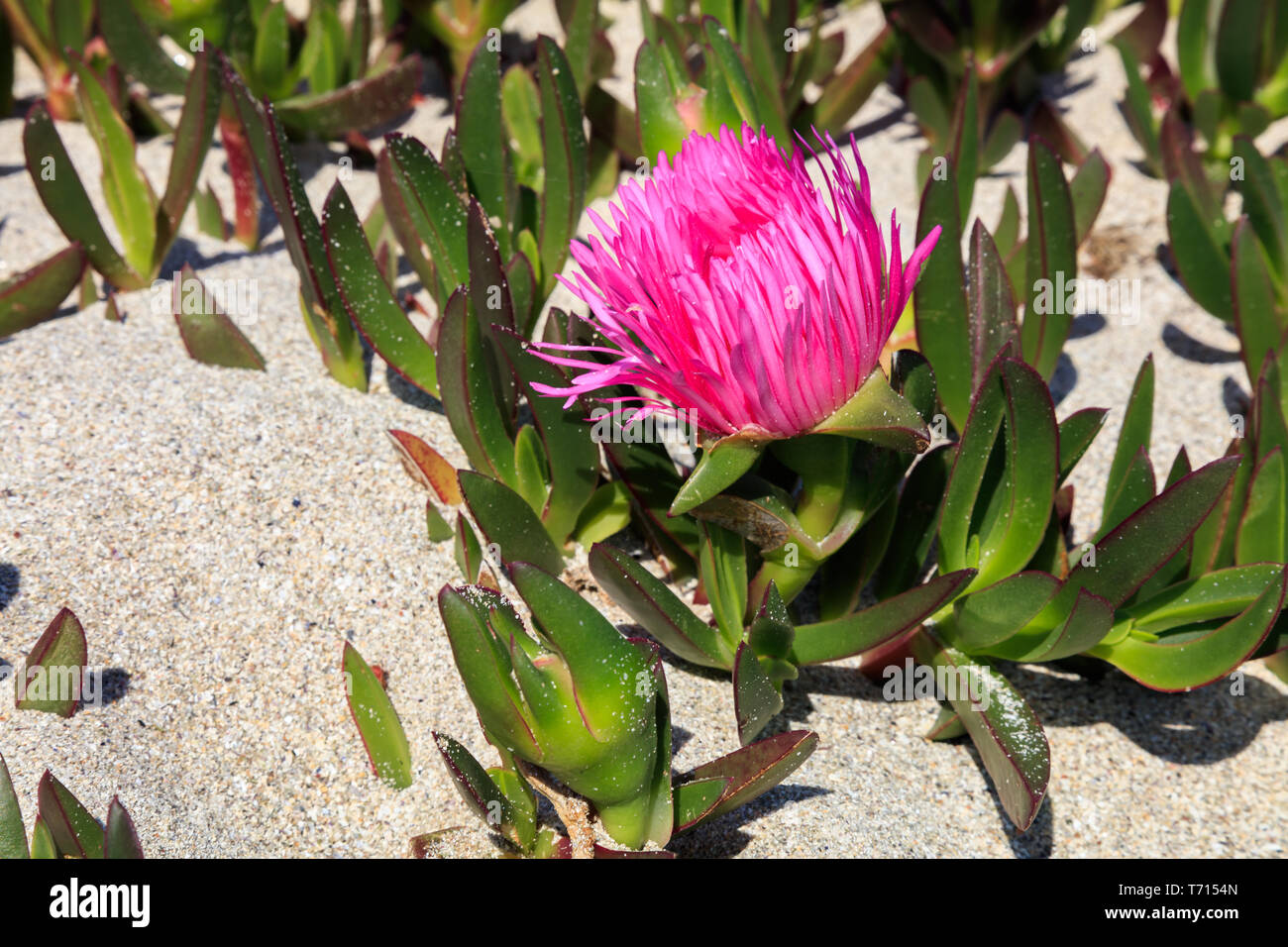 Planta planta invasora hi-res stock photography and images - Alamy