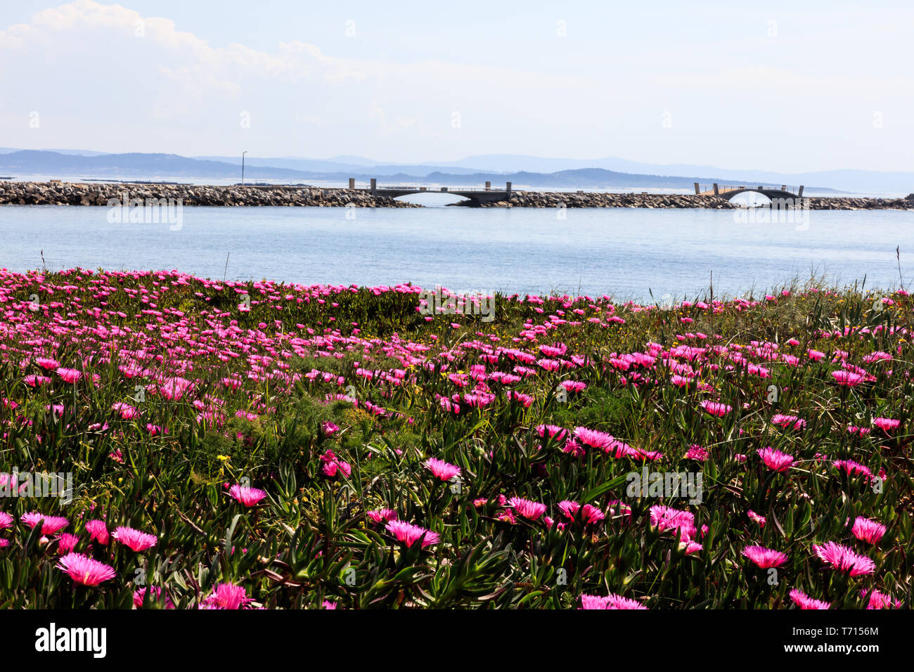 Planta trapadora hi-res stock photography and images - Alamy