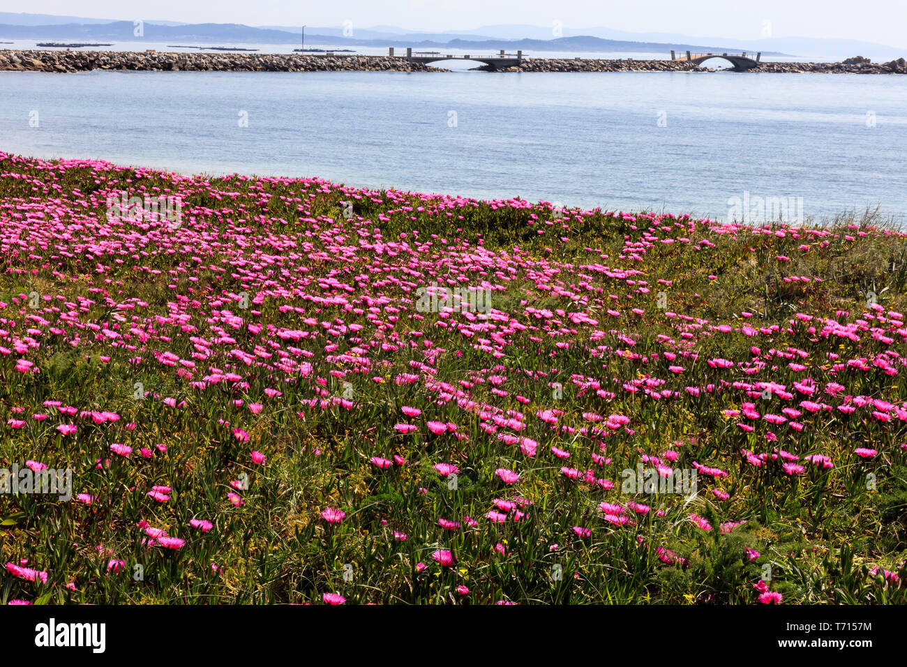 uña de gato planta en flor Stock Photo - Alamy