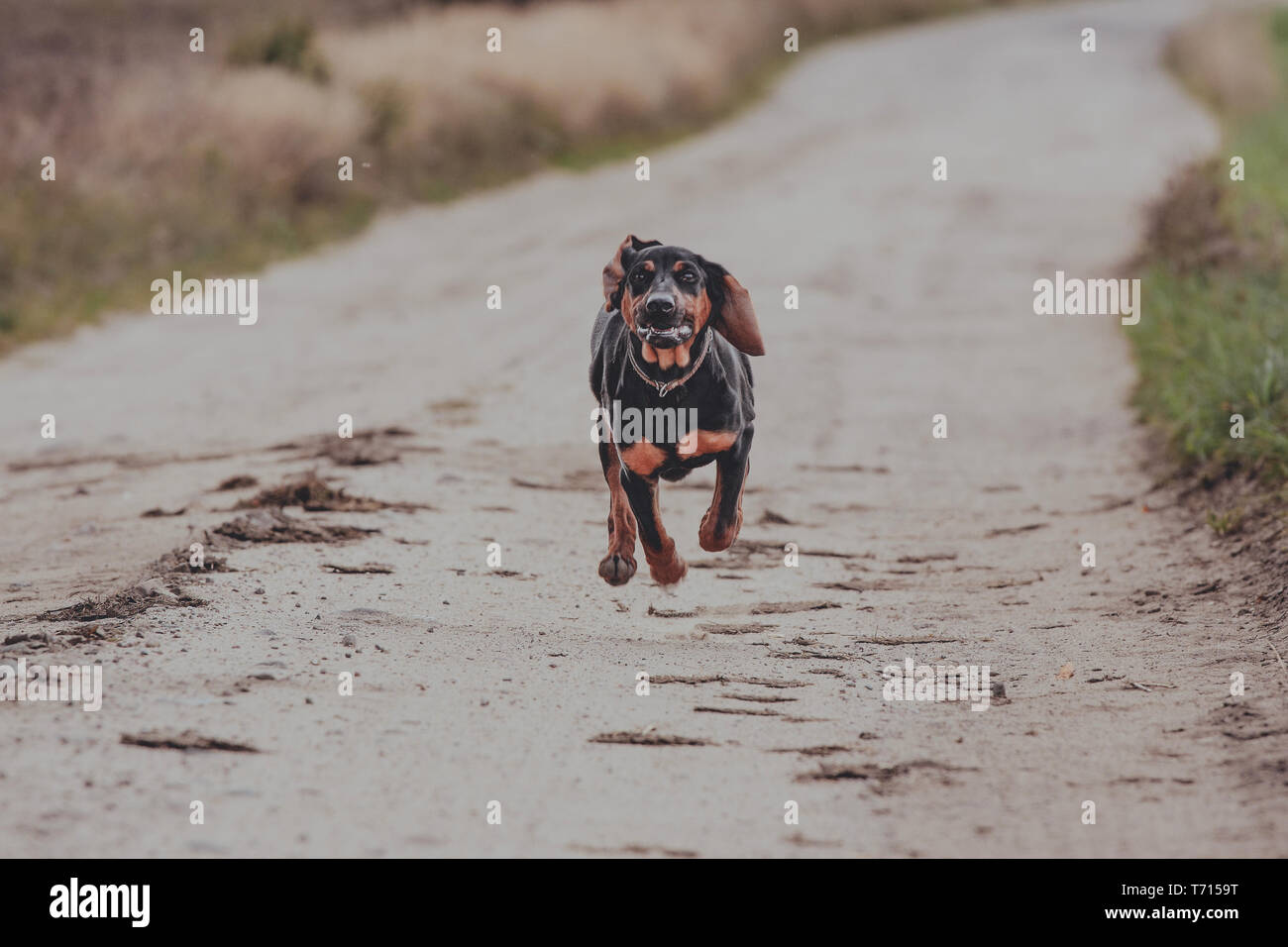 Polish hunting hi-res stock photography and images - Alamy