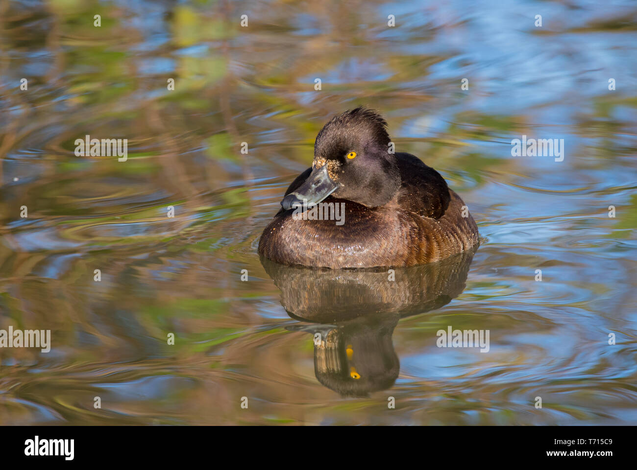 Tufted Duck (Aythya fuligula) swimming on a lake. Taken in Cardiff ...