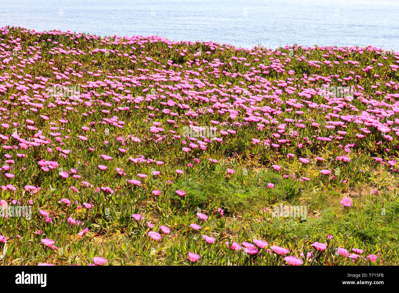uña de gato planta en flor Stock Photo - Alamy