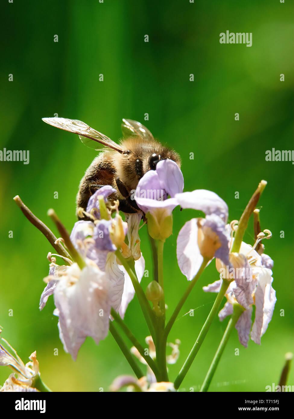 Bee on Flower Stock Photo - Alamy