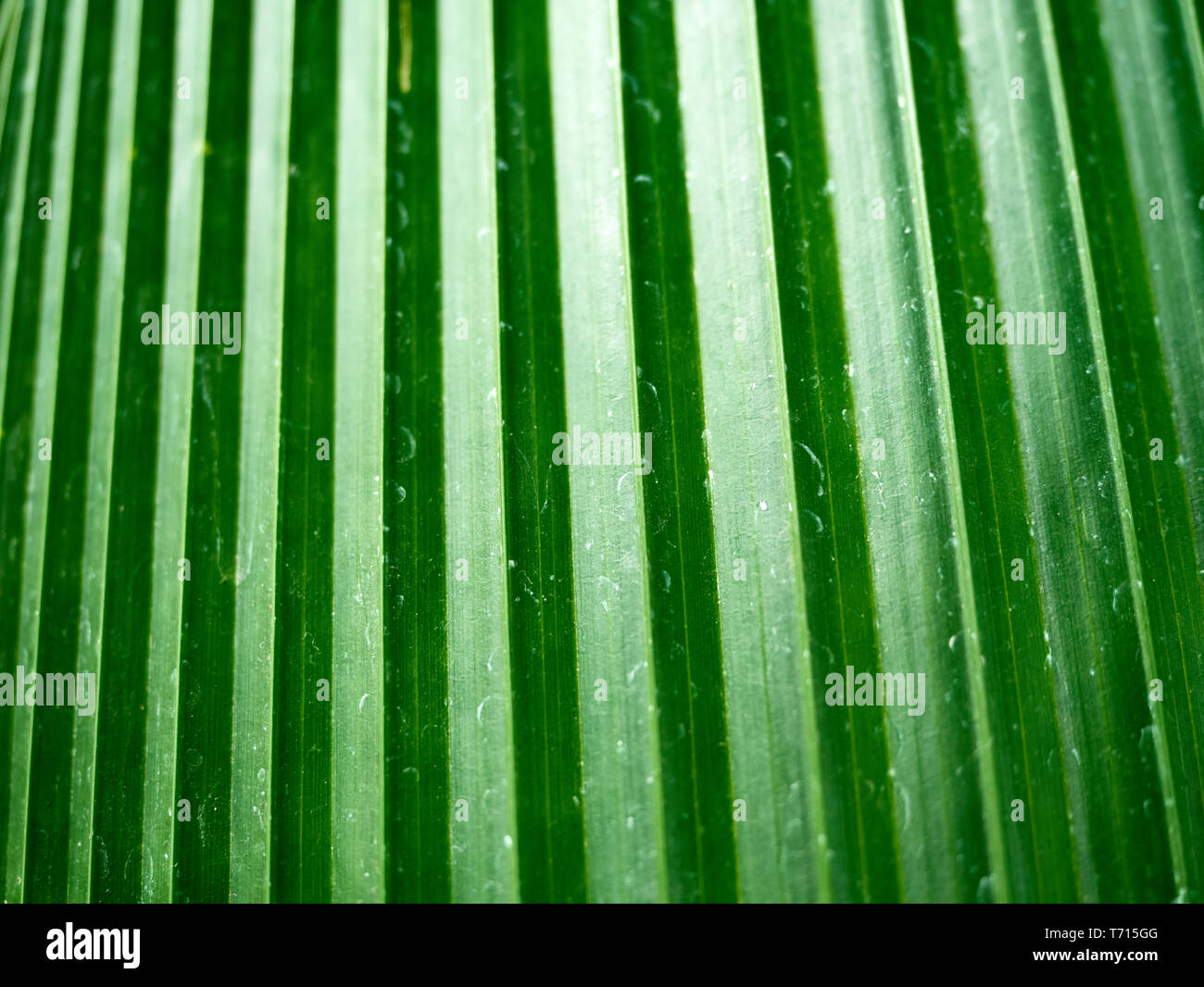Jungle leave closeup Stock Photo - Alamy