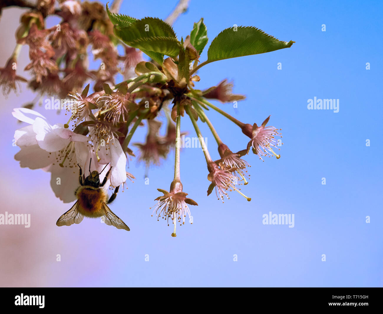 Bee on Flower Stock Photo - Alamy