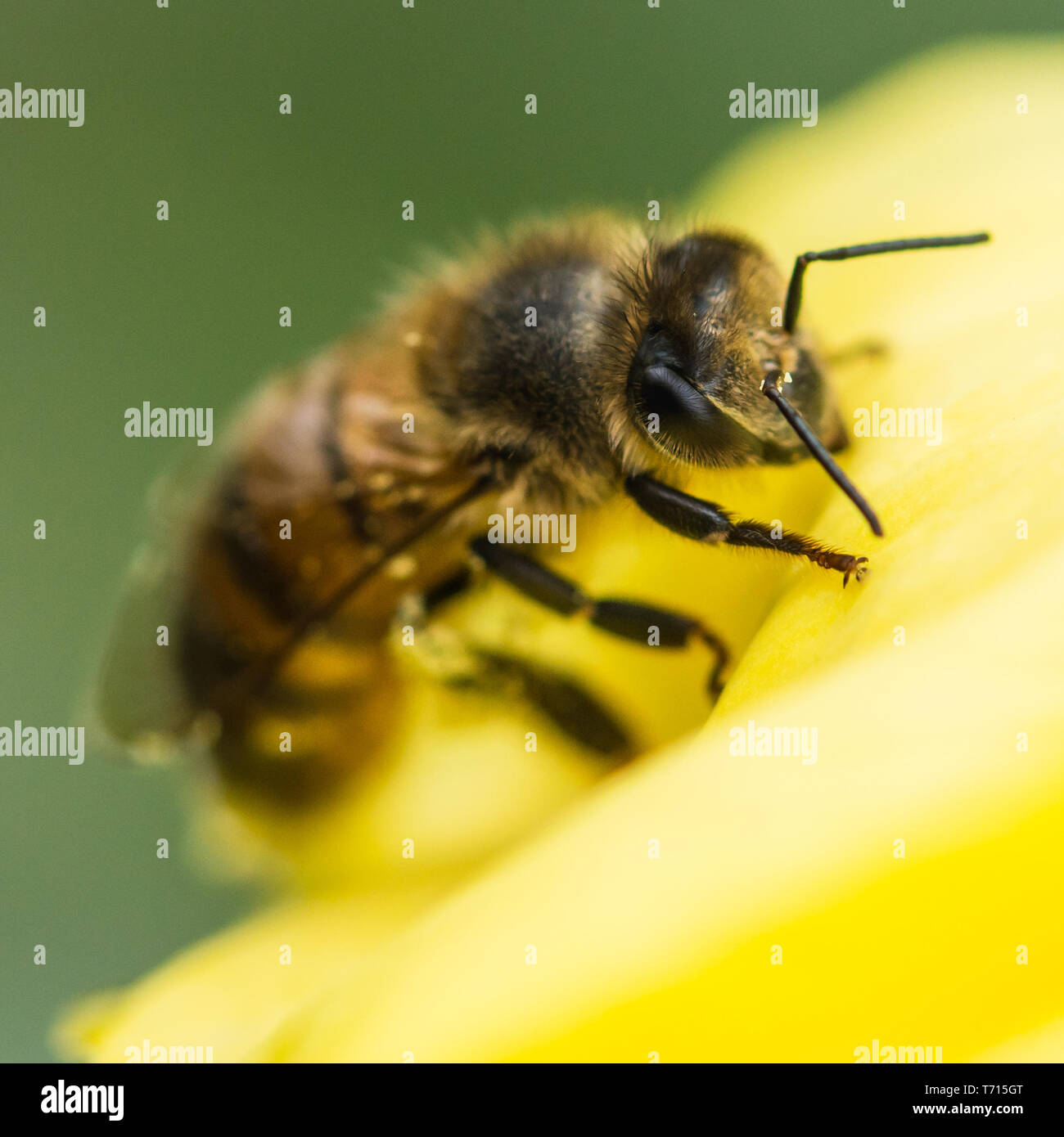 Evening primrose bee hi-res stock photography and images - Alamy