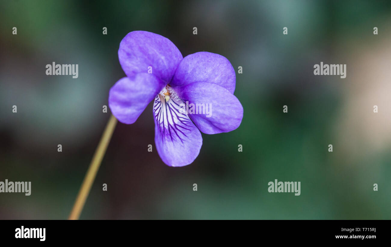 Purple dog hi-res stock photography and images - Alamy