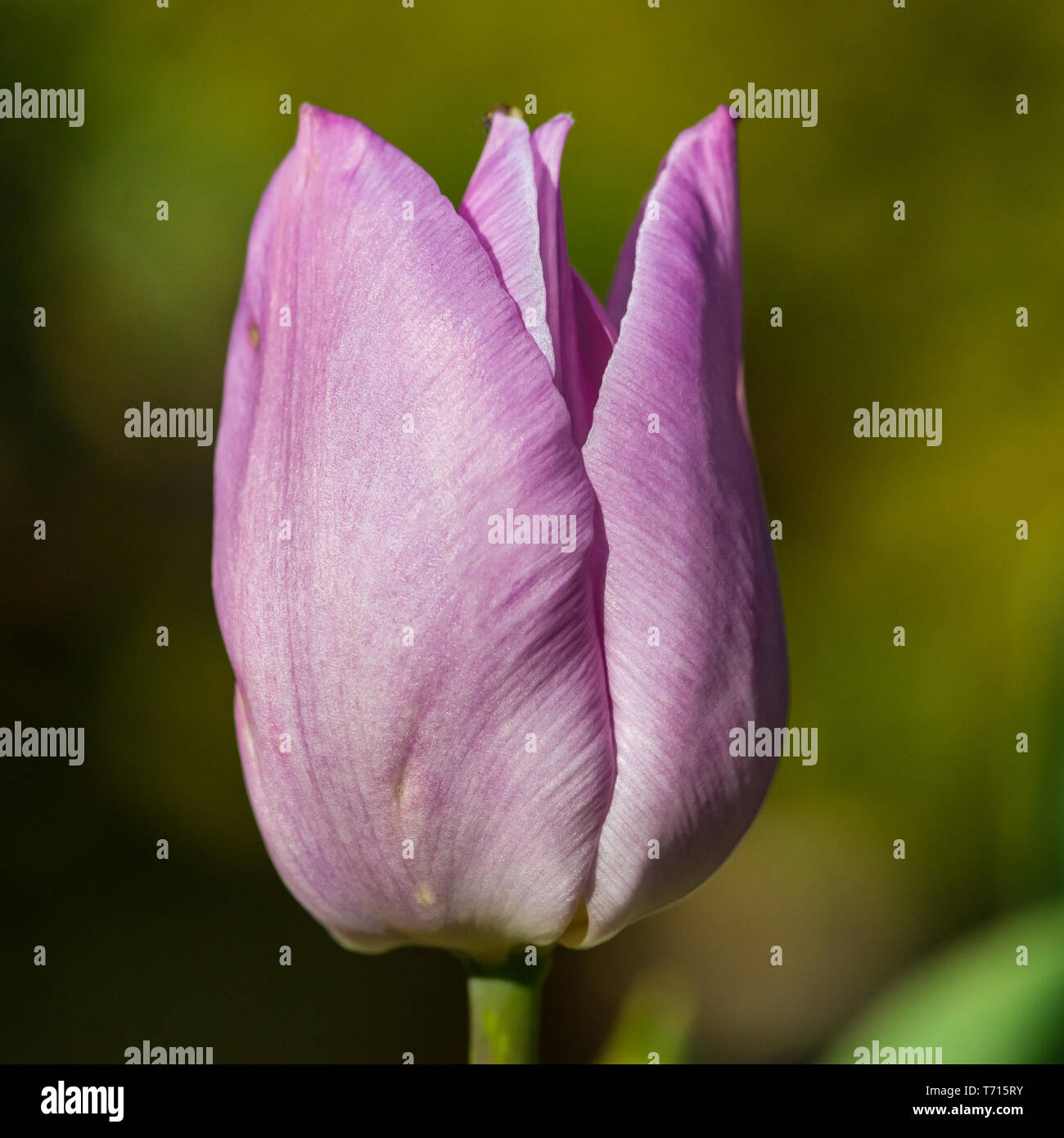 A macro shot of a tulip candy prince bloom beginning to open Stock ...