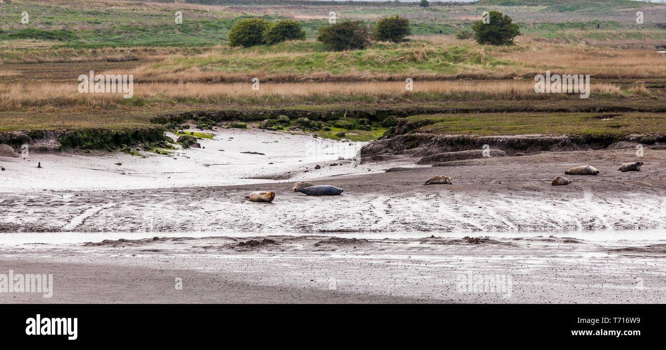 Greatham Creek Uk High Resolution Stock Photography and Images - Alamy
