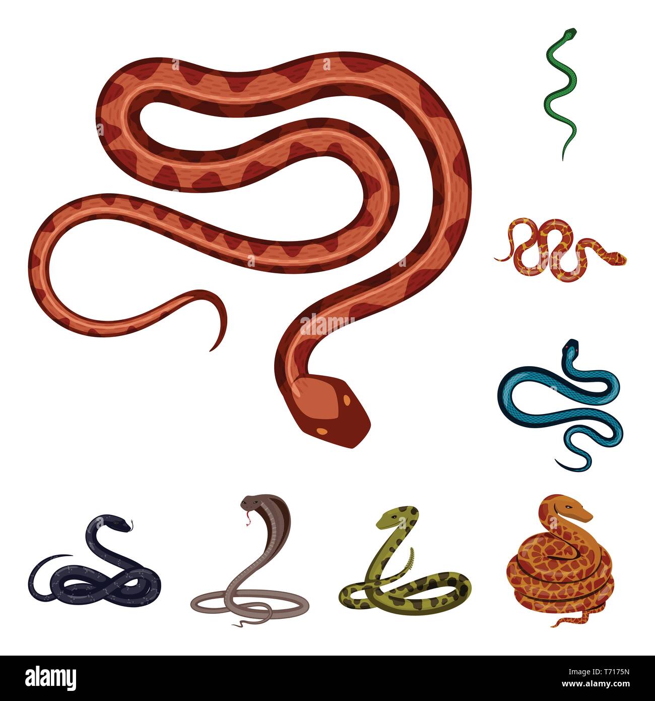 viper,snake,amphibian,anaconda,cobra,tail,wild,python,forest,spiral ...