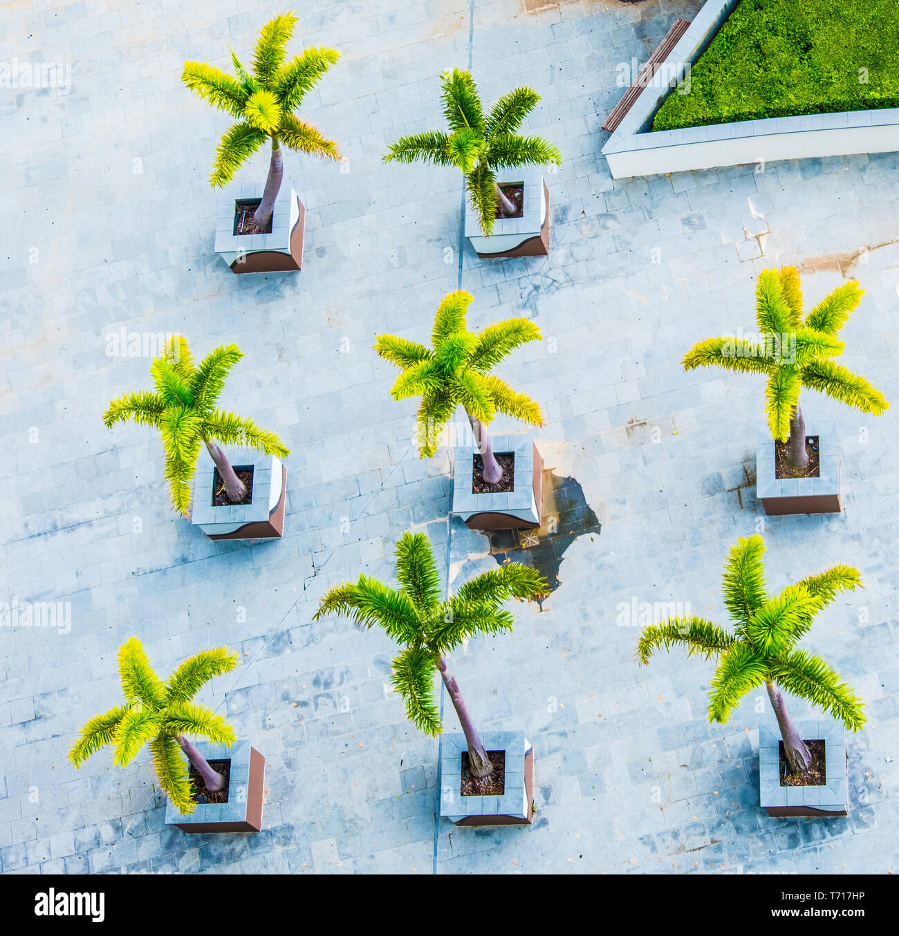 Potted palm trees hi-res stock photography and images - Alamy