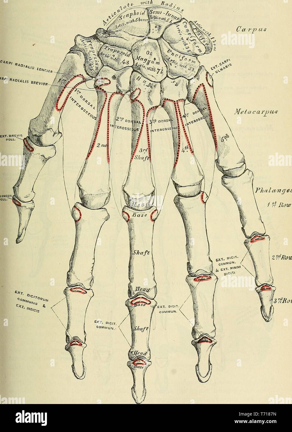 Illustrated dorsal surface of the bones of the left hand, from the book ...