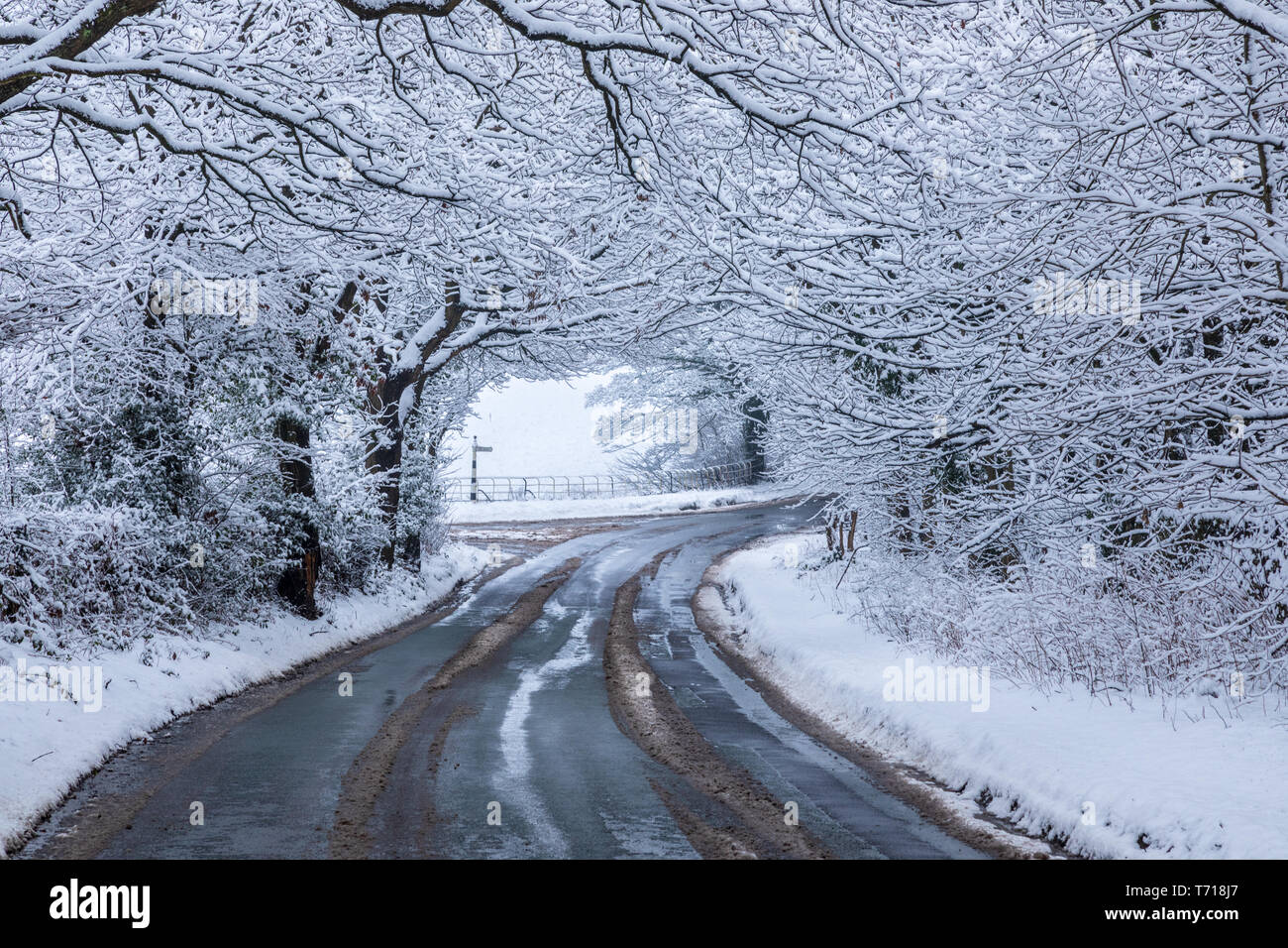 Road to Pott Shrigley in Cheshire in snow curving though an arch of ...