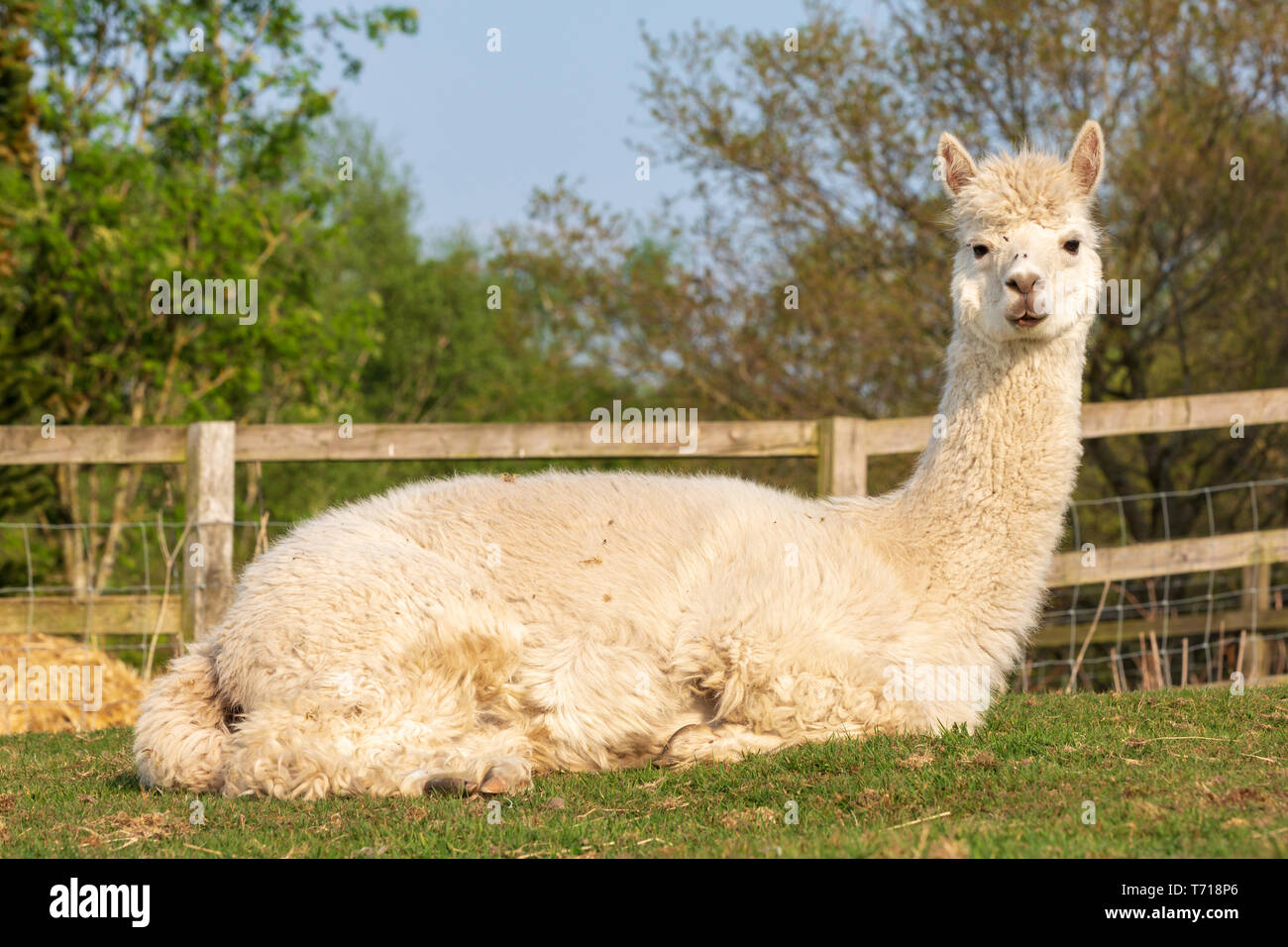 White female alpaca cushed or lying down Stock Photo - Alamy